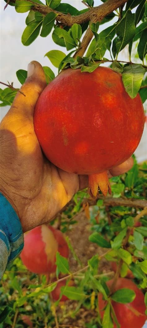 pomegranate ready for sale by our anarking community farmer from shirur