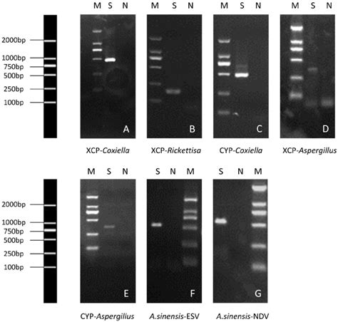 Experimental Confirmation Of Predicted Pathogens Of Interest Predicted Download Scientific