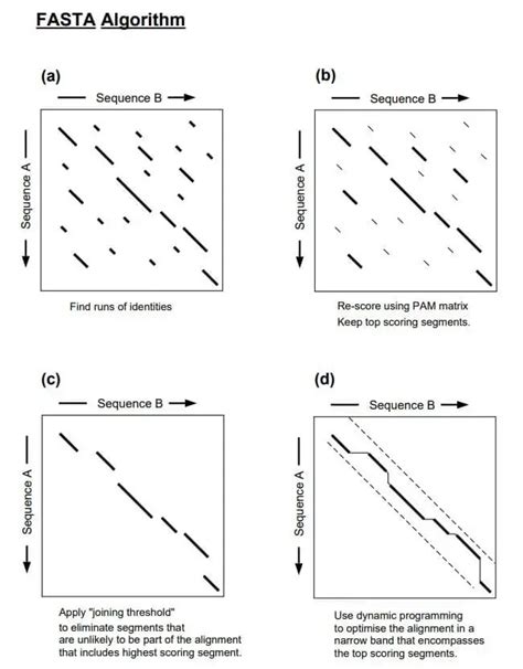 Fasta Definition Programs Working Steps Applications Biology Notes Online