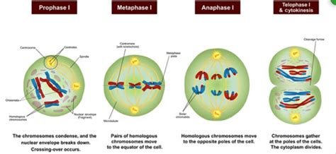 Biology Semester Final 2025 Year Flashcards Quizlet