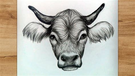 How To Draw A Realistic Cow Step By Step