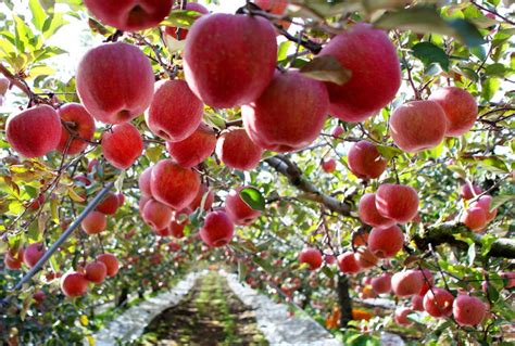 토지사랑모임카페 예산 명소 사과나무 터널 슬기농원 Daum 카페