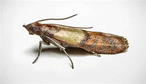 Як боротися з харчовою міллю на кухні дієві народні методи Читайте на Ukr Net