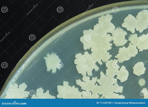 Bacillus Sp On Tsa Agar Plate Colony Bacteria On Agar Plate Stock