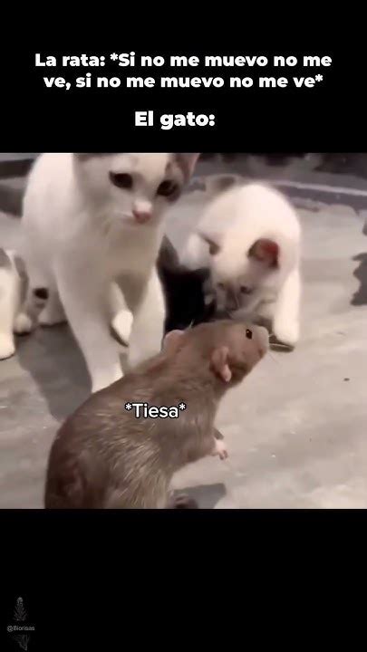 Si No Me Muevo No Me Ve 🐭😾 Memes Animales Humor Youtube