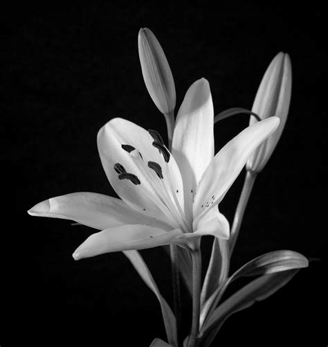 Free Lily Flower Image Black And White Floral Photography Lily