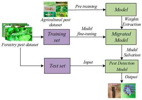 Detection Of Forestry Pests Based On Improved Yolov5 And Transfer Learning