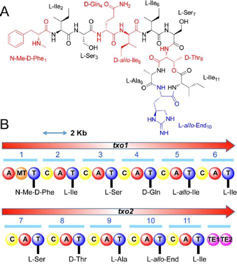 Teixobactin And Its Biosynthesis A Chemical Structure Of