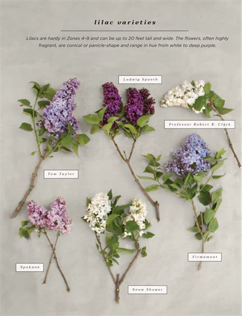 How To Grow Maintain And Display Beautiful Fragrant Lilacs Artofit