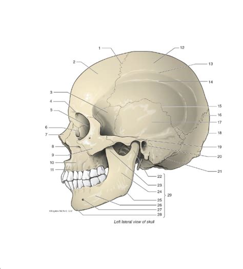 Bio Lab Exam 2 Bones Diagram Quizlet