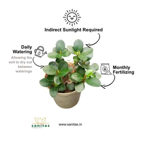 Introducing The Ficus Macrocarpa Compacta Bonsai Sanitas