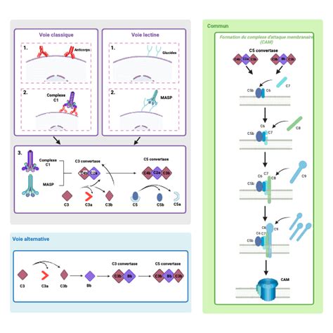 Système Du Complément