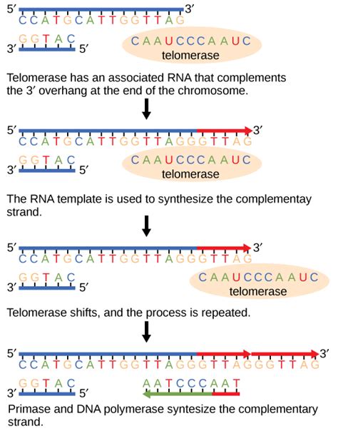 14 3d telomere replication biology libretexts