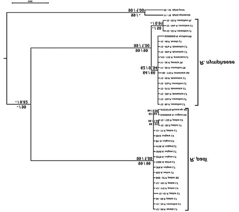 Bayesian Inference Bi Tree Showing Phylogenetic Relationships Among