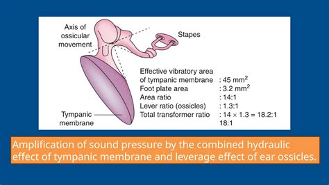Physiology Ppt Impedance Matchingpptx