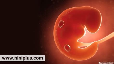 تصویر جنین سه ماهه در رحم