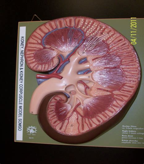 Lab Exam 5 4 Diagram Quizlet