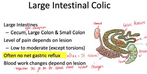 8 Li Obstructions Flashcards Quizlet