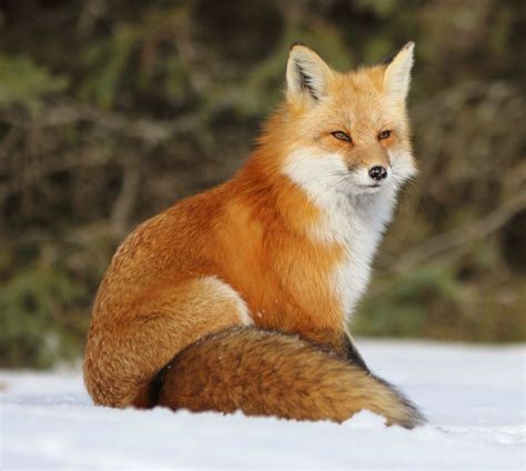 The Beauty Of Wildlife Pet Fox Fox Fox Pictures The Beauty Of Wildlife Pet Fox Fox Fox Pictures