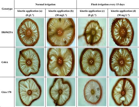 Pictorial Illustration Section Of Root Xylem Vessels Affected By Download Scientific Diagram