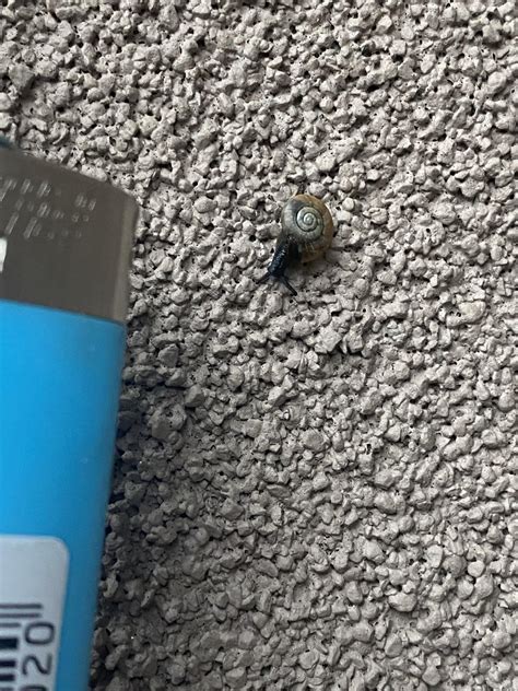 Not Only Did I Finally Find A Tiny Unit I Found A Group Of Them R