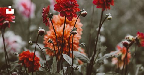 빨간색과 주황색 꽃잎이 달린 꽃의 클로즈업 사진 사진 Unsplash의 무료 꽃 이미지