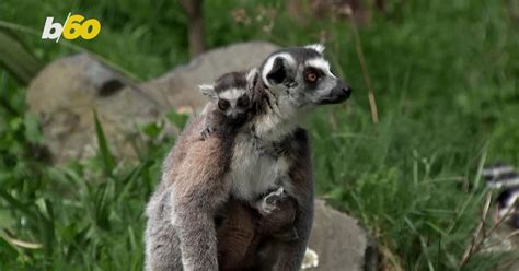 Lemur Population More Than Doubles At New Zealand Zoo