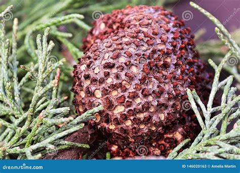 A Gall Of Juniper Hawthorn Rust On A Branch Of Juniper Stock Image Image Of Fungi Infestation