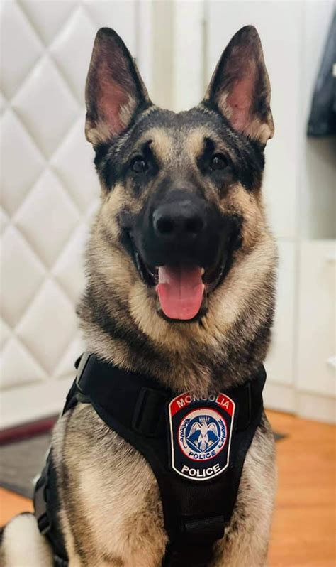 Ой 5 сартай Артём сар шинийн өдрүүдэд үүрэг гүйцэтгэлээ