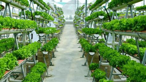 Vermicompost Vs Compost What Are The Differences Franco