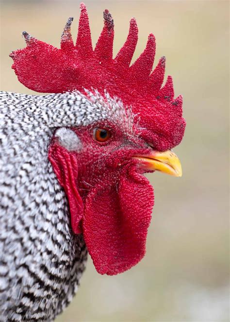 Plymouth Rock Hen Hatching Eggs Chicken Barred Plymouth Rock