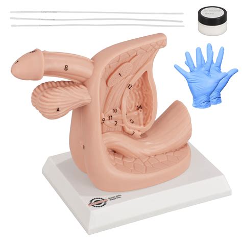 Urinary Catheterization Trainers Mededuquest