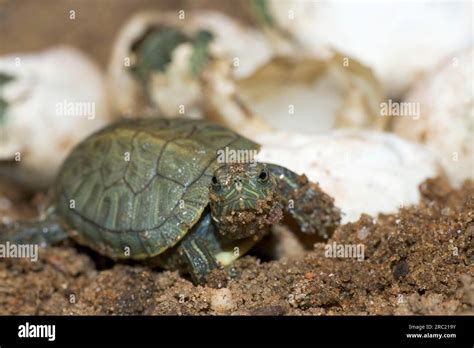 red eared slider trachemys scripta elegans freshly hatched juvenile