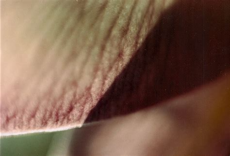 Flowers Close Up Macro Photography Taken With A 1975 Zenit Flickr