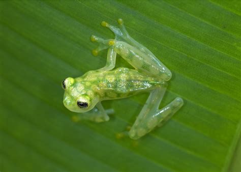 Bioindicator Species Types And Examples