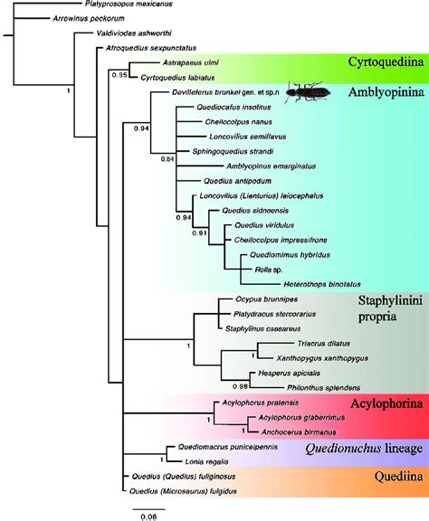 a 50 consensus tree from bayesian inference analysis posterior