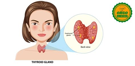 Normal Thyroid Gland