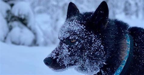 Arctic Wolf Extreme Getyourguide