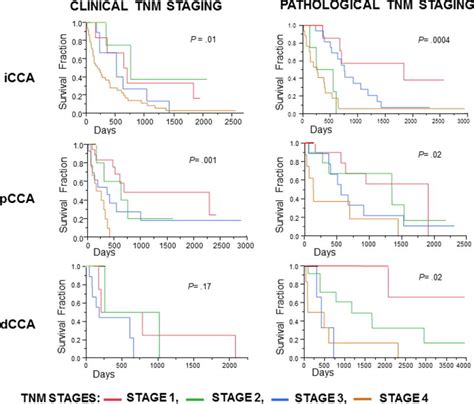 Intrahepatic Perihilar And Distal Cholangiocarcinoma Management And Outcomes Pmc