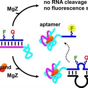 ATP Sensor A ATP ASAP B Phosphorimage Of The Radioactive Cleavage Download Scientific