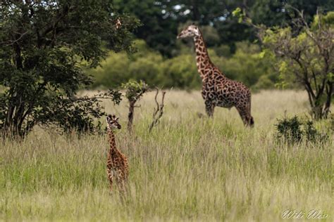 The Crucial Role Of Rewilding In The Conservation And Sustainability Of African Ecosystems