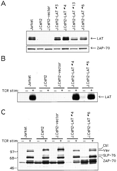 Lat Is Required For Tcr Mediated Activation Of Plcγ1 And The Ras Pathway Immunity