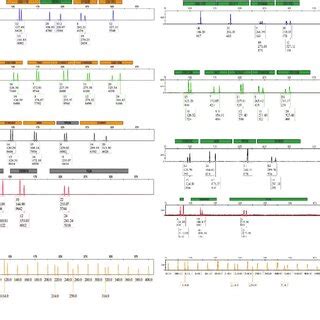 Electropherogram Of The DNA Profile Of The Victim A And Download Scientific Diagram