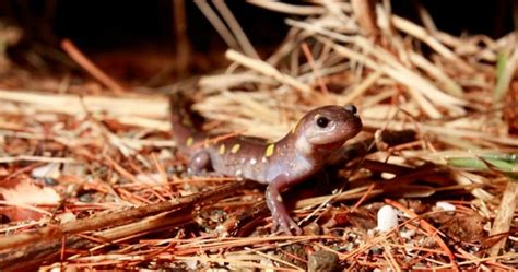 Female Salamanders Give Up Sex End Up Better Able To Fend Off
