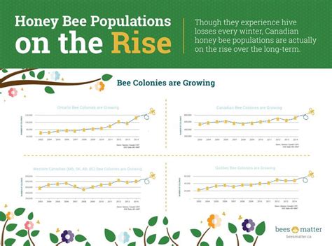 Honey Bee Population Patterns Bee Population Honey Bee Bee Colony
