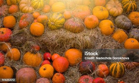 화창한 날에 가을에 수확 한 후 건초에 다양한 품종의 호박의 배경 이미지 가을에 대한 스톡 사진 및 기타 이미지 가을 건초 식물 10월 Istock