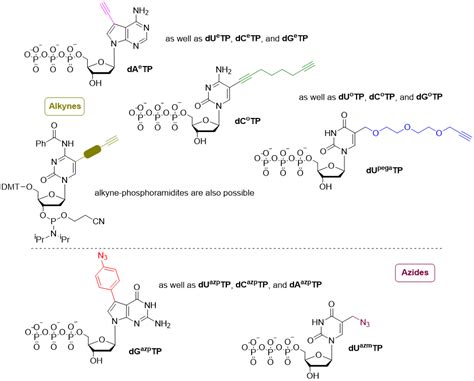 Nucleotides For Dna Post Synthetic Functionalization Through Click