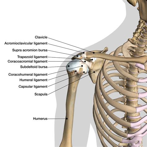 Ac Joint Anatomy Ac Joint Dislocation Treatment Your Shoulder