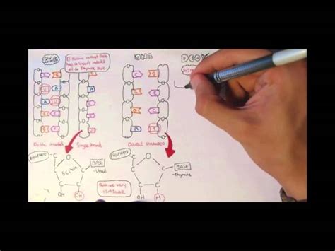Transcription And Translation Overview Armando Hasudungan