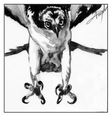 Return Of The Ospreys The Outside Story